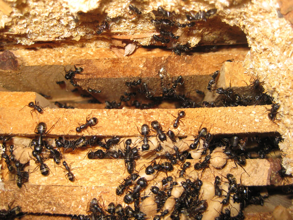 Carpenter Ant Wood Damage
